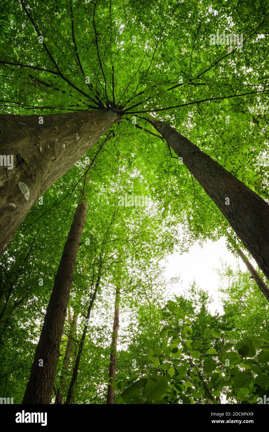 Below tall tree hi-res stock photography and images - Alamy