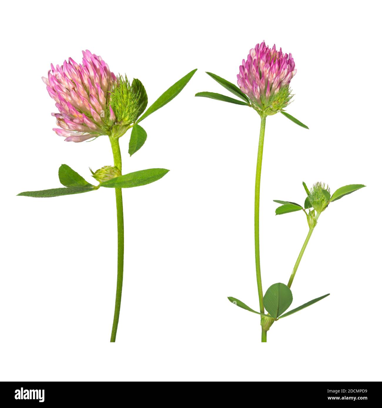 Clover flower isolated on white background Stock Photo - Alamy