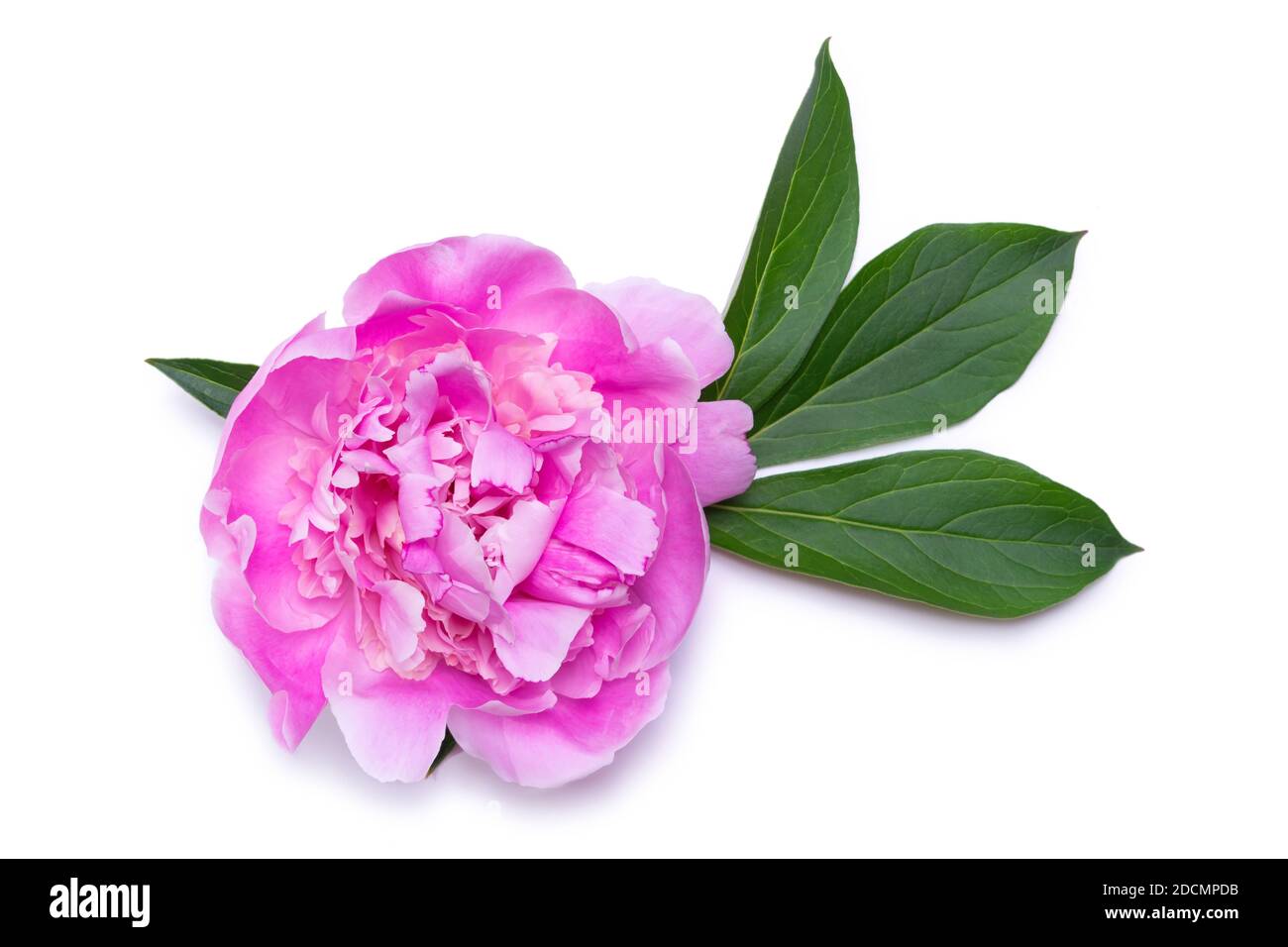 Peony flower isolated on white background Stock Photo - Alamy