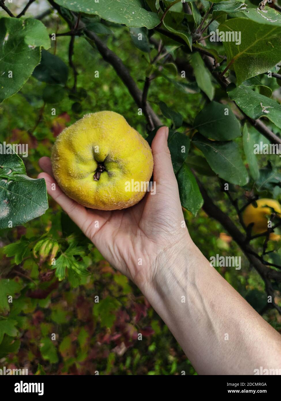 Woman hand picking ripe yellow quince apple from tree in organic garden ...