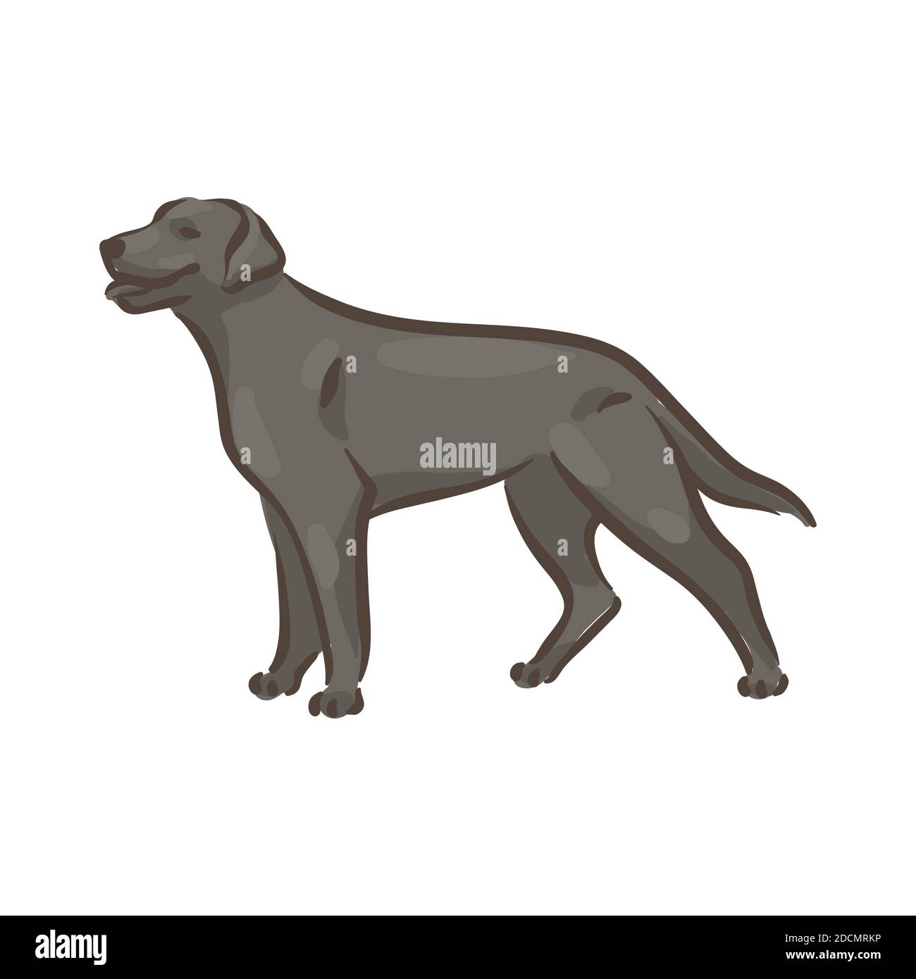 Pug labrador retriever on Stock Vector Images - Alamy