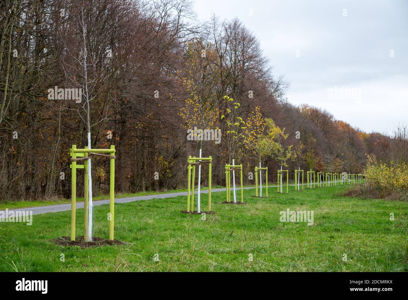 Young tree growing supported wooden hi-res stock photography and images ...