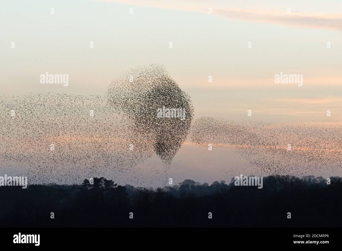 The spectacle of the starling murmuration over Natural England's ...