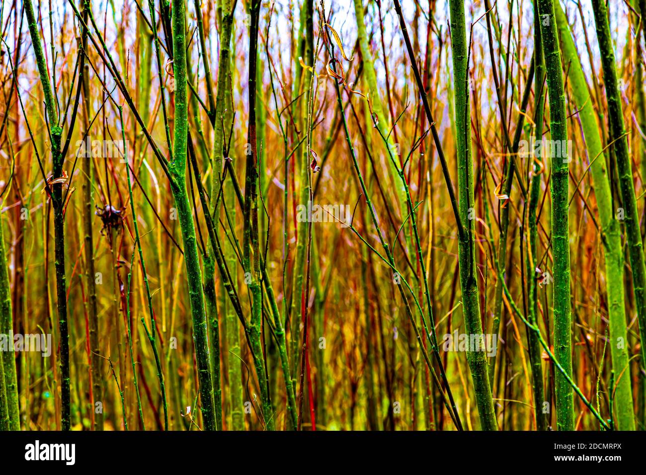 thin tree and bush branches without leaves as an abstract background ...