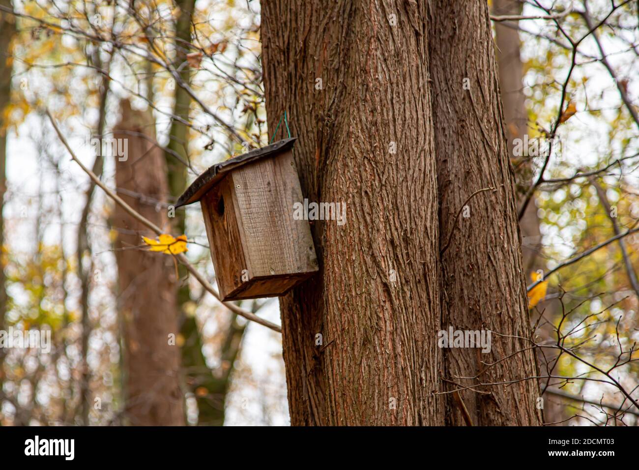 wooden birdhouse on a tree in a forest, autumn Stock Photo - Alamy