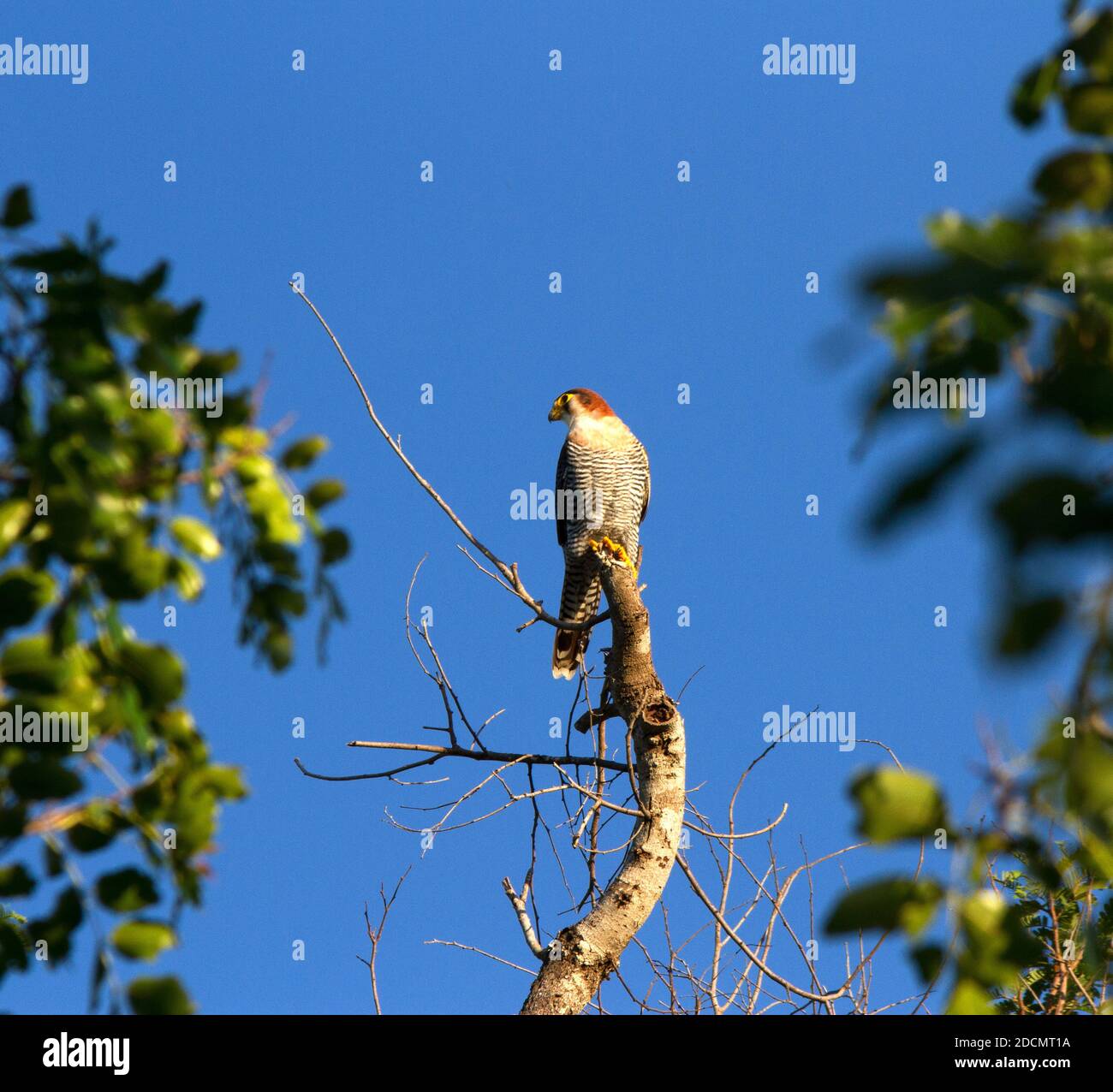 Never common, the Red-necked Falcon is very specific for its habitat ...