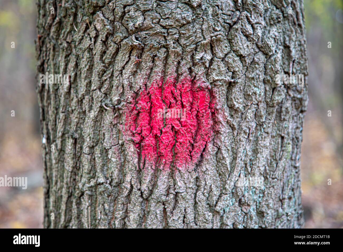 tree bark with a red dot made of spray paint, marked Stock Photo - Alamy
