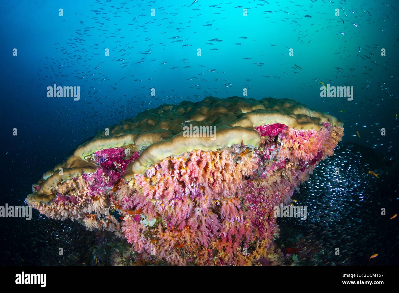 Colorful soft corals and tropical fish around a large coral pinnacle ...
