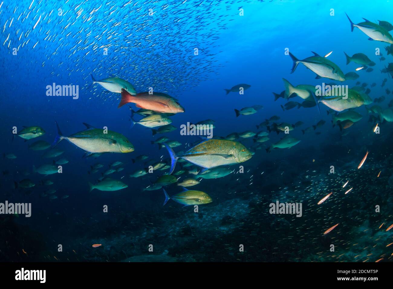 Shoal of Bluefin Trevally and Snapper hunting on a tropical coral reef ...