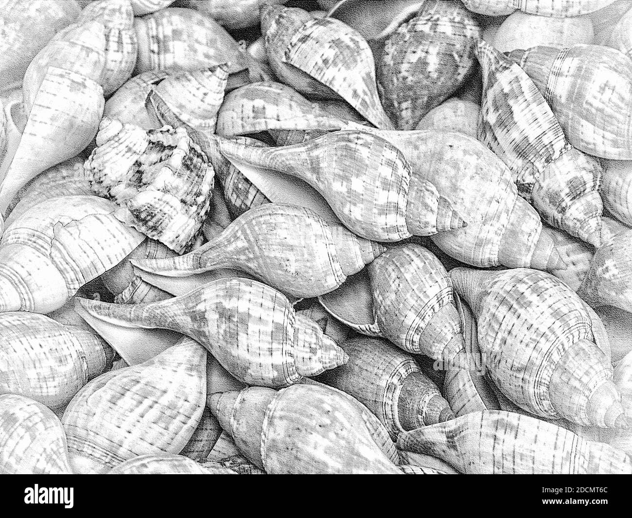 Prehistoric seashell Black and White Stock Photos & Images - Alamy