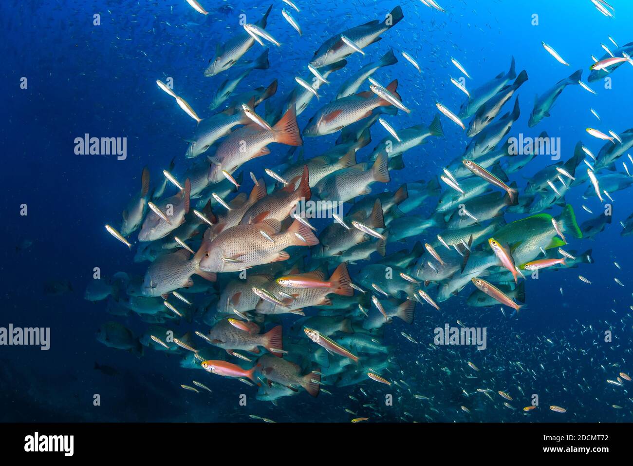Shoal of Bluefin Trevally and Snapper hunting on a tropical coral reef ...