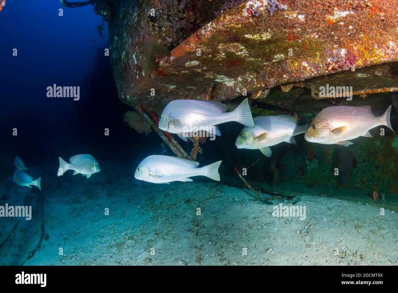 Snapper and other tropical fish under the hull of a large underwater ...