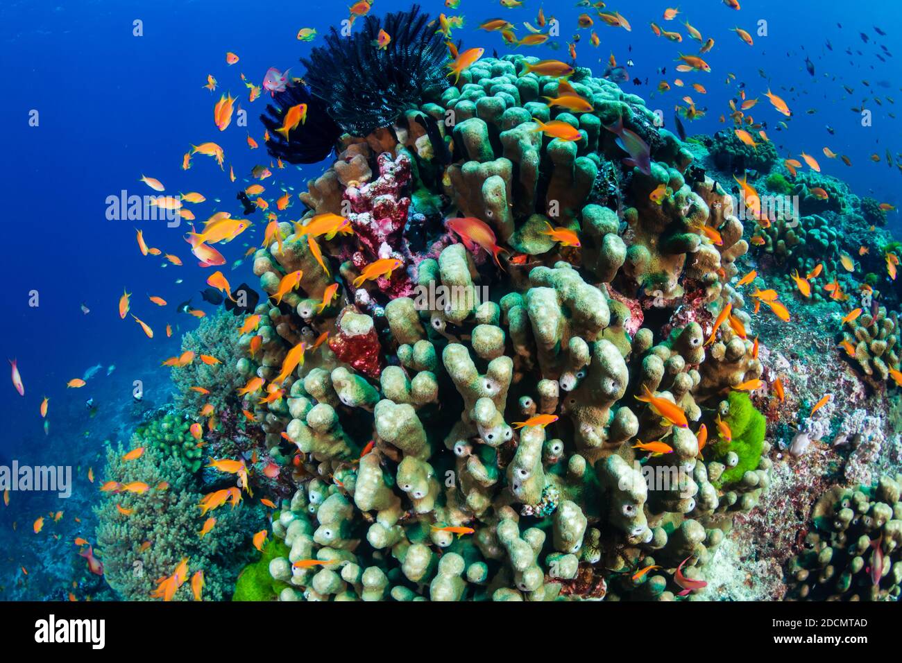 Anthias and tropical fish around a hard coral pinnacle on a reef in ...