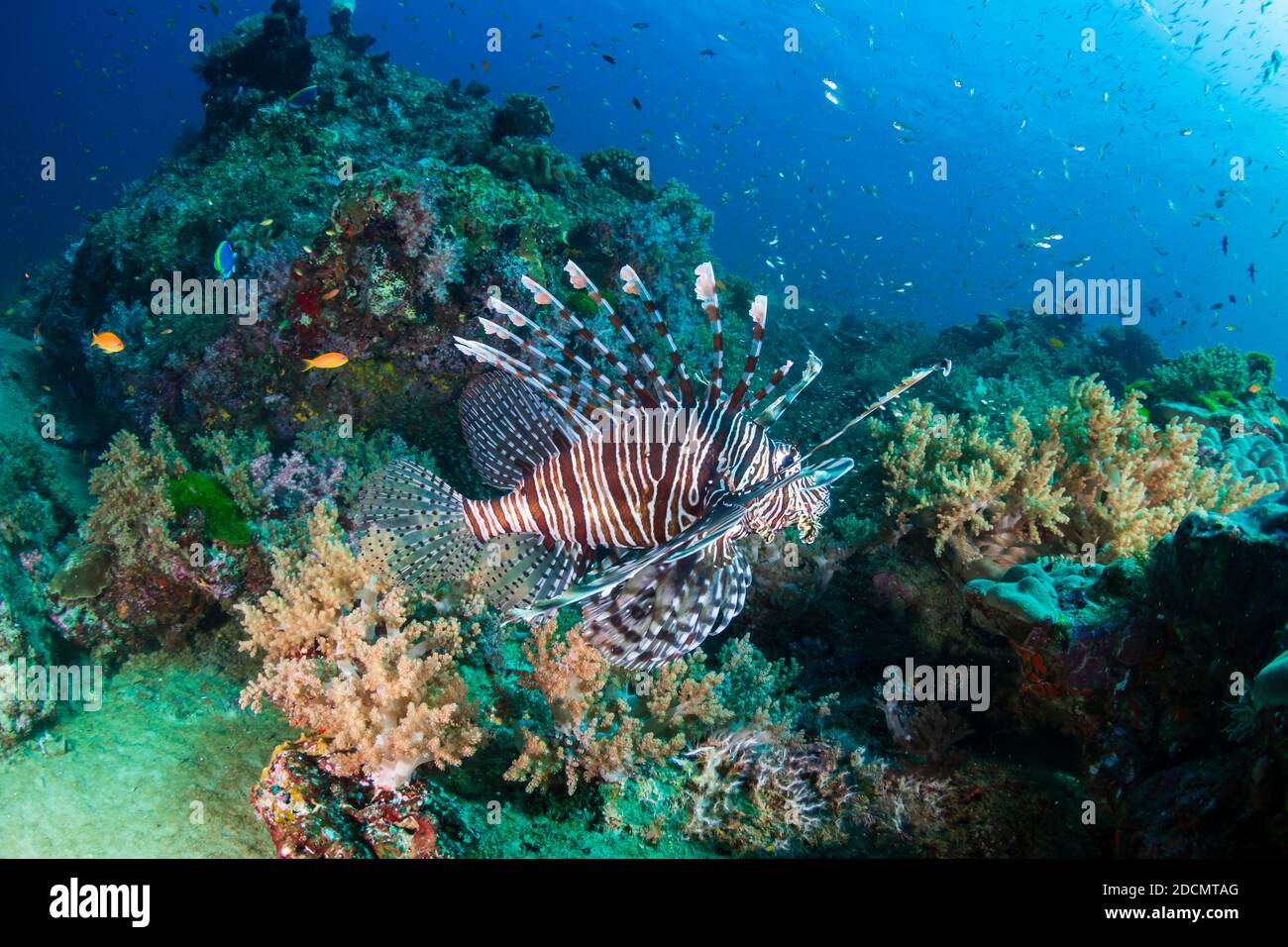 Predatory Lionfish on a dark tropical coral reef Stock Photo - Alamy