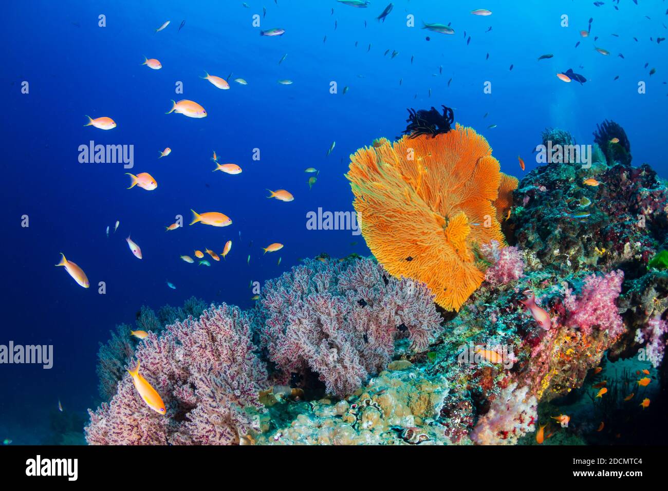 Schools of colorful tropical fish swarm around a delicate coral reef ...