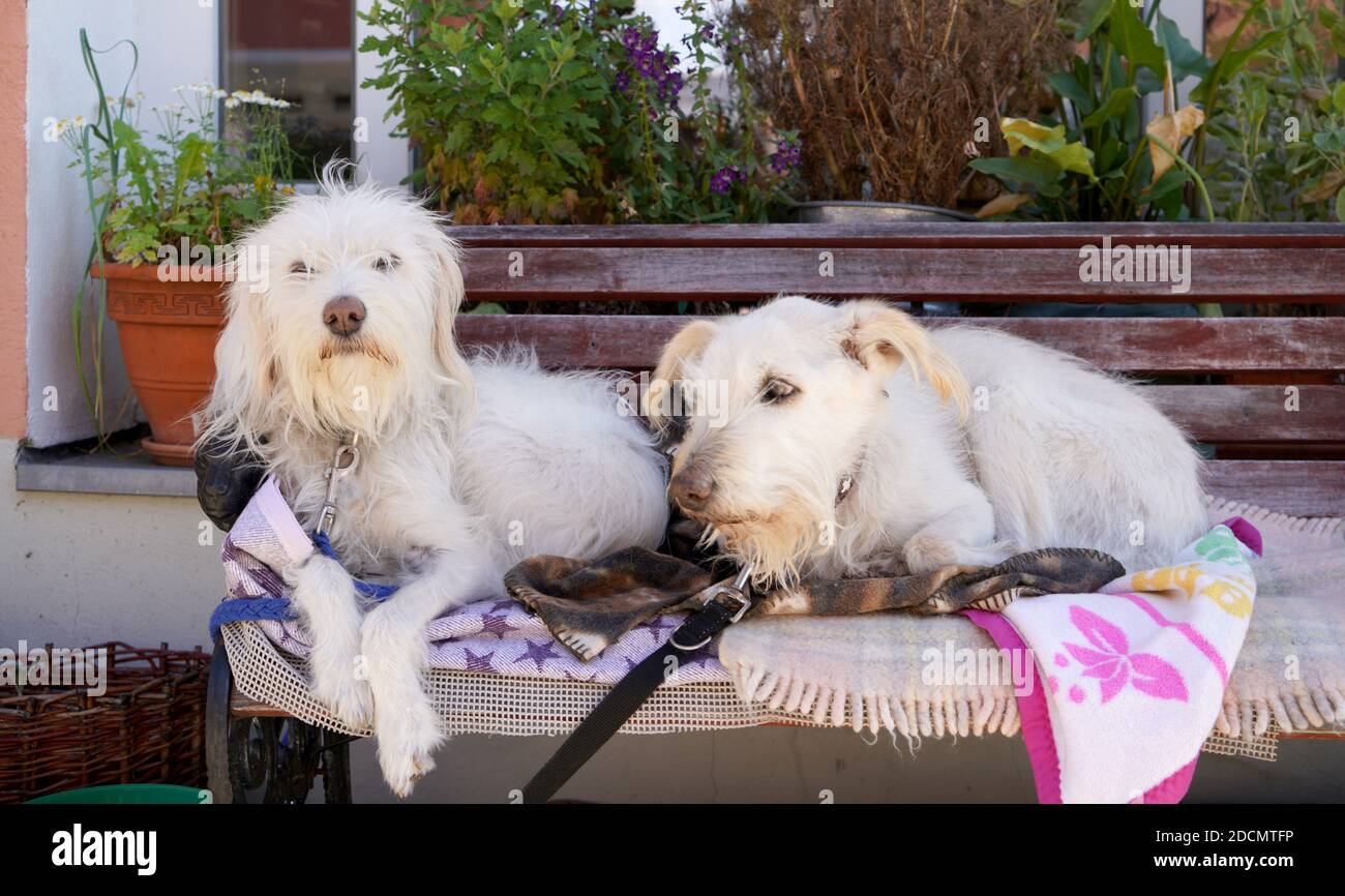 A closeup of two white cute dogs lying on blankets on a bench outside ...