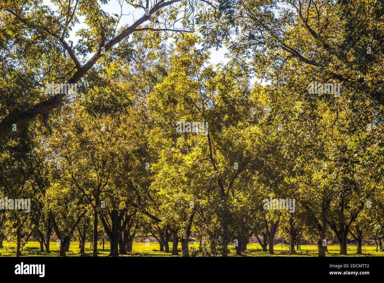 Rows of pecan trees on a Pecan Tree Orchard in the southern Fall with ...