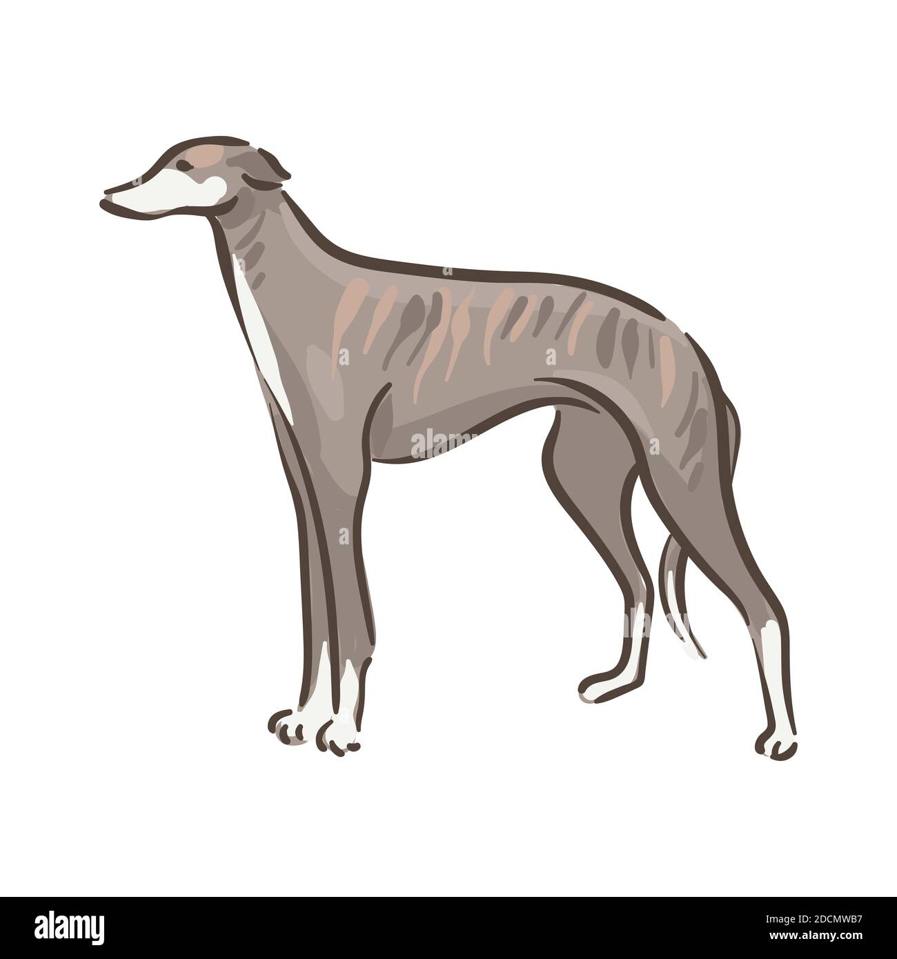 Cute dog Whippet breed pedigree vector illustration Stock Vector Image ...