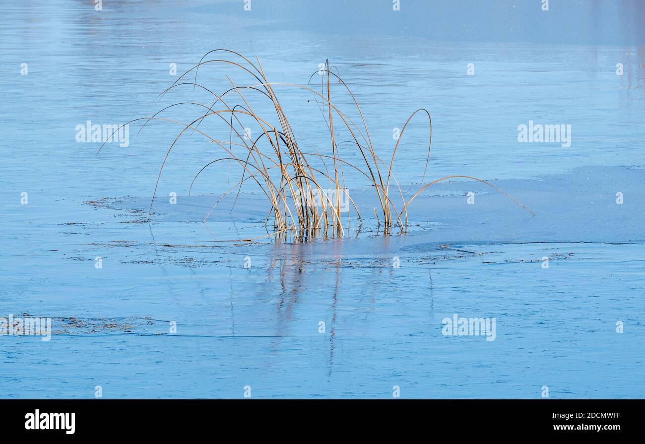 The beginning of winter, the first ice on the pond bound the coastal ...