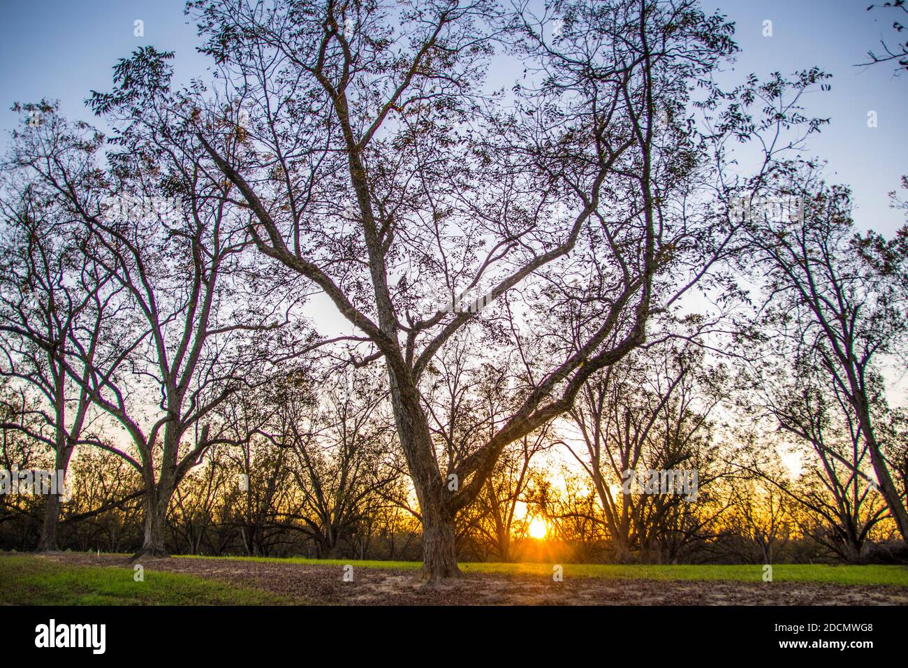 Sun beaming through pecan trees on a pecan farm orchard in rural ...