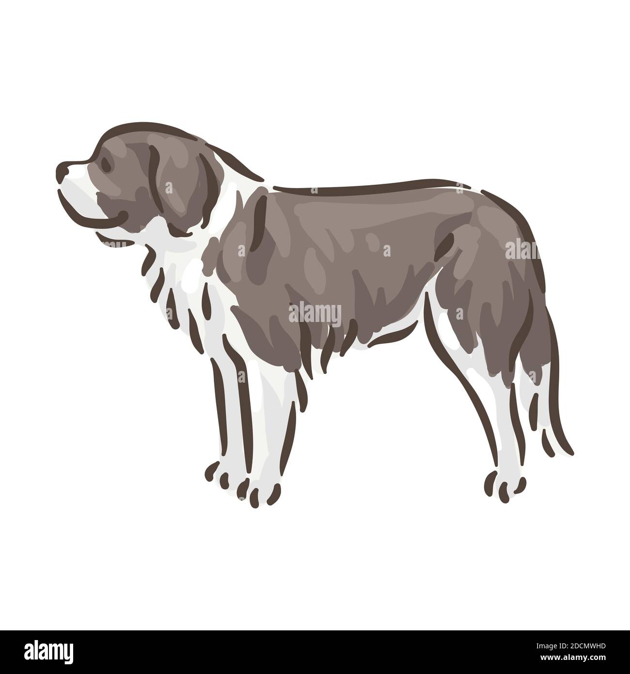 Cute dog St. Bernard breed pedigree vector illustration Stock Vector ...
