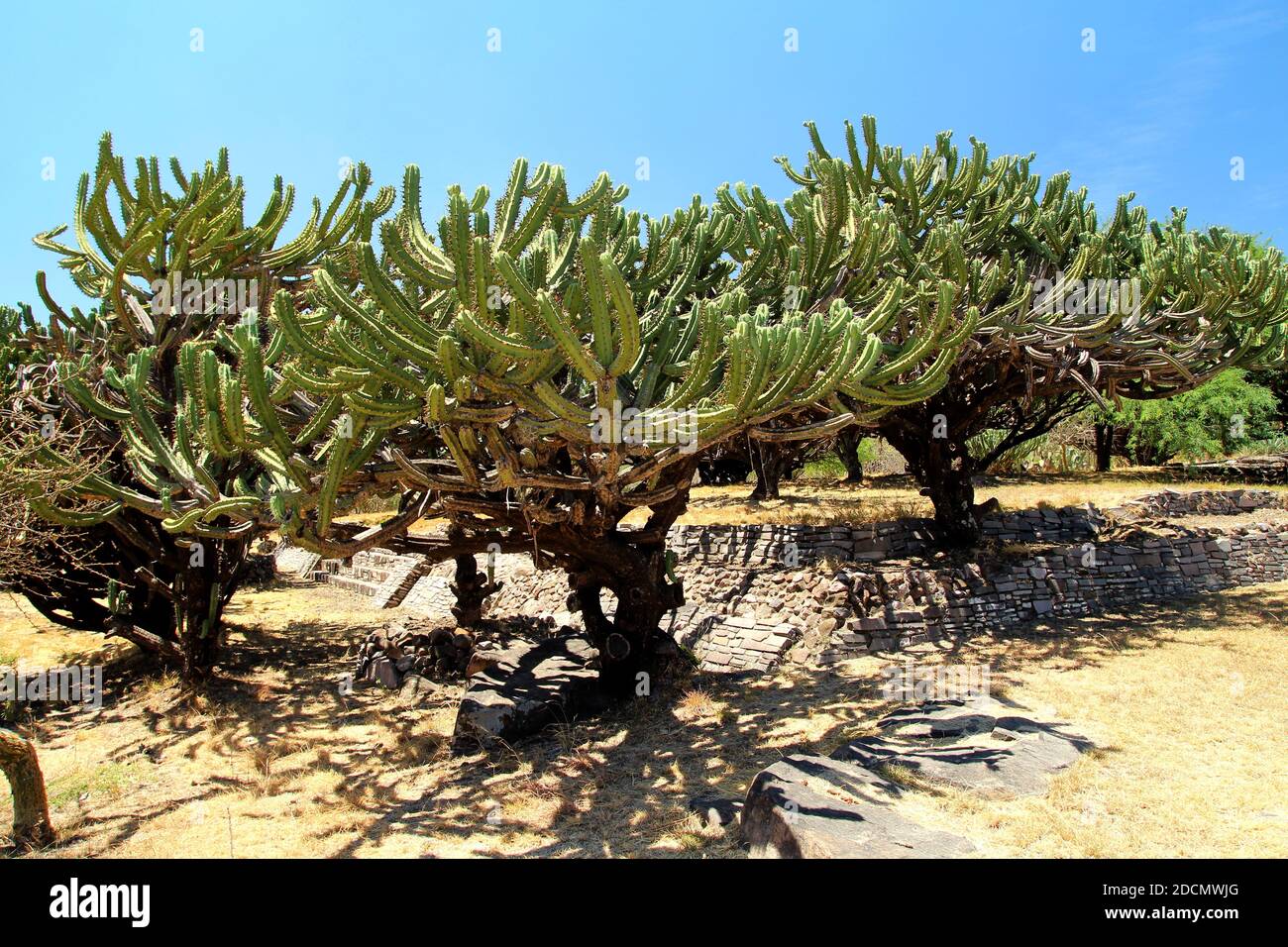 Myrtillocactus geometrizans. El garambullo Stock Photo - Alamy