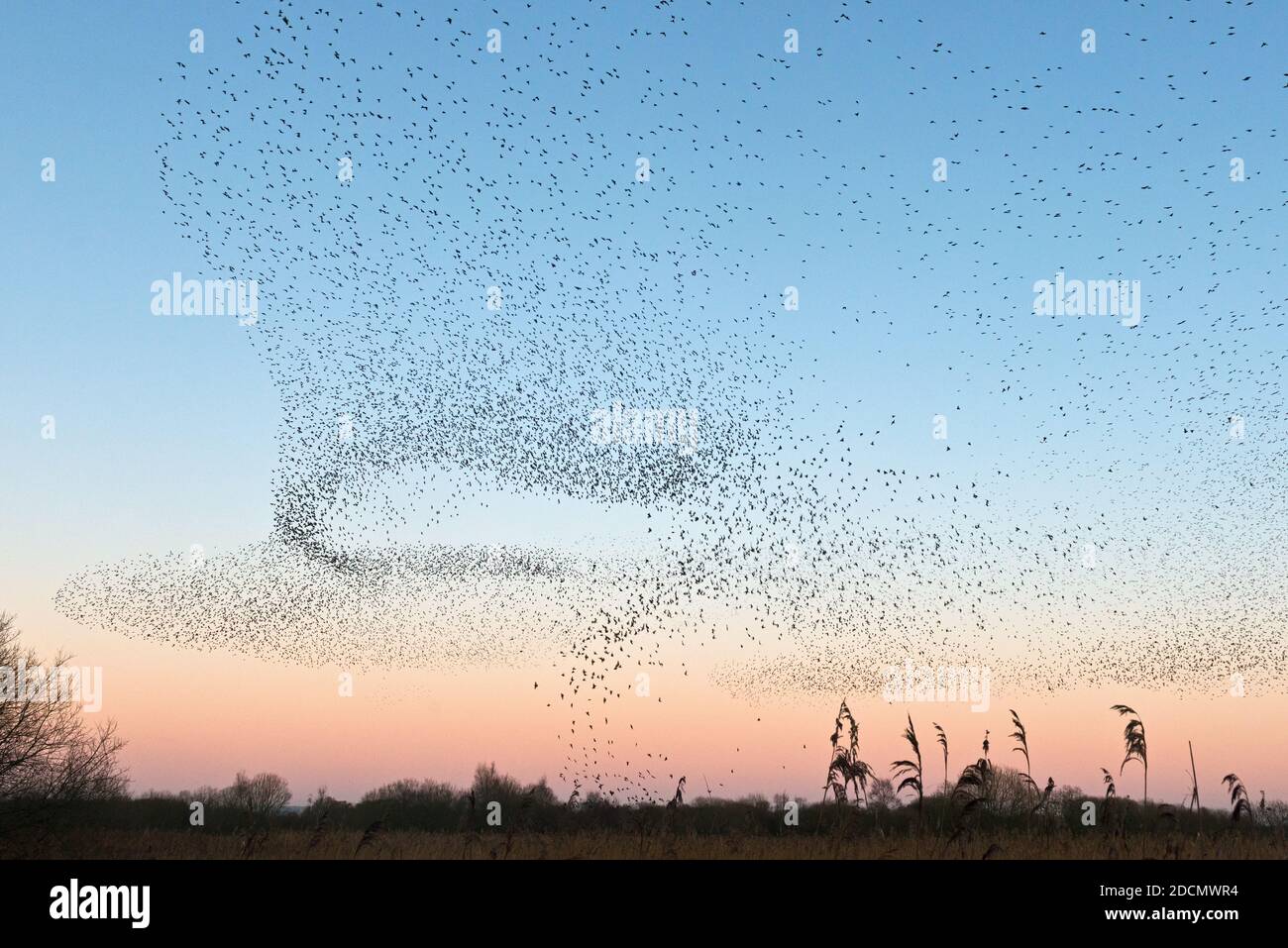 Starling murmuration uk hi-res stock photography and images - Alamy