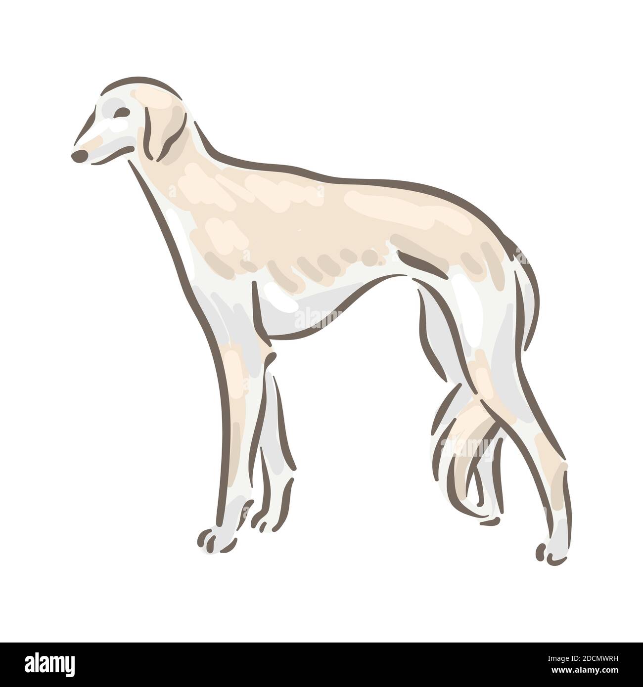 Cute dog Saluki breed pedigree vector illustration Stock Vector Image ...