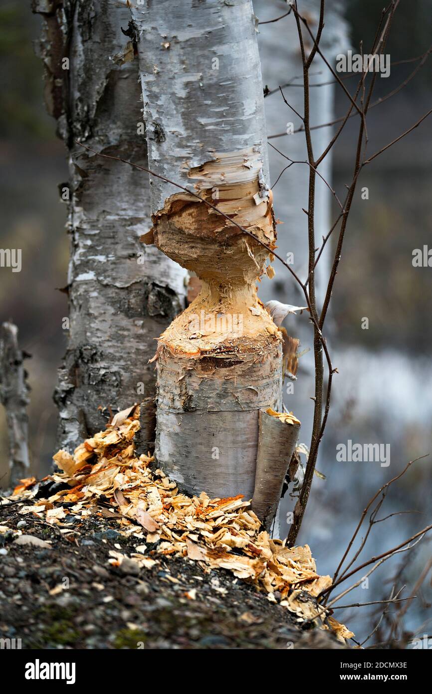 Beaver Education Cutting Trees High Resolution Stock Photography and ...