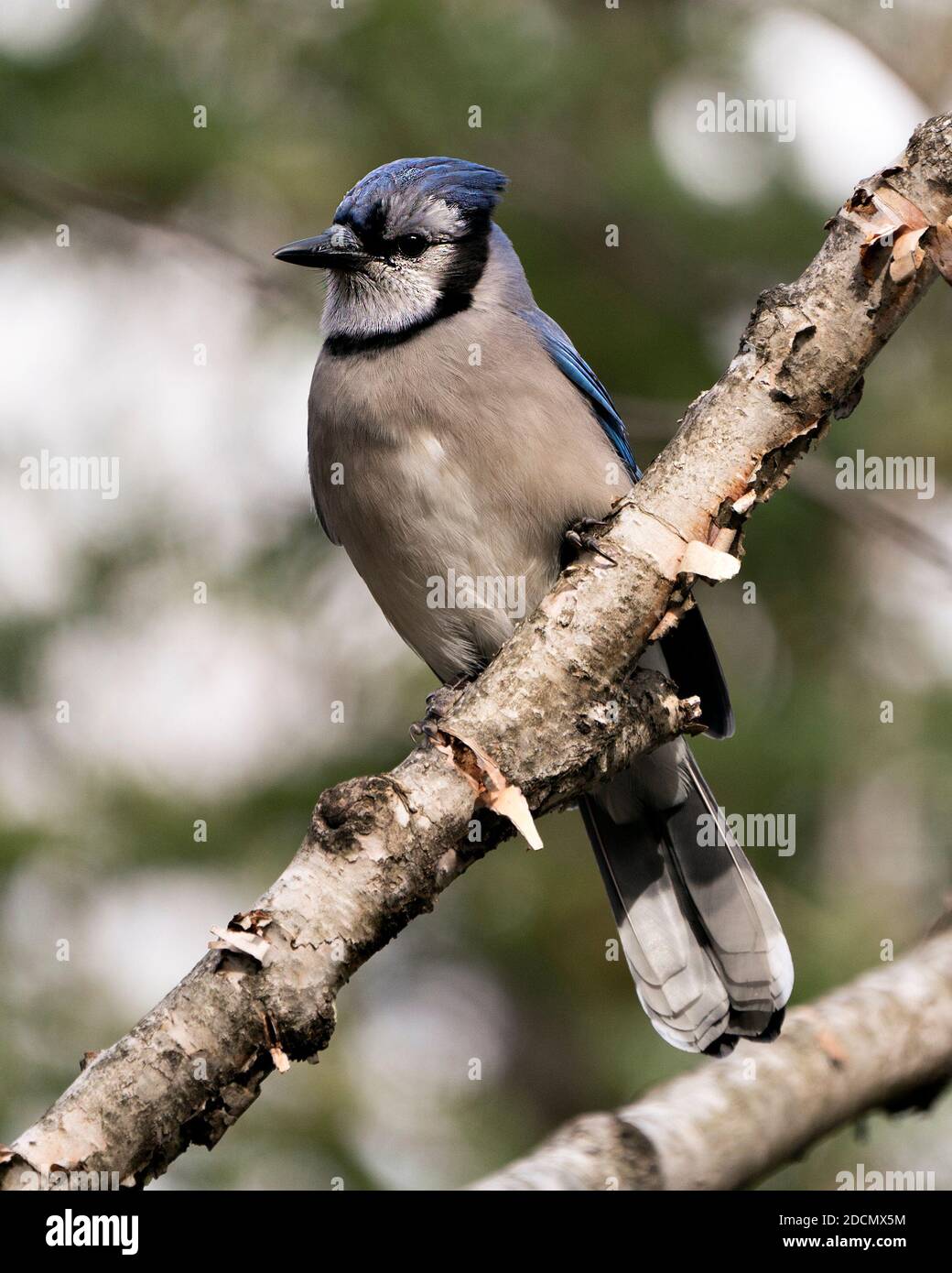 Blue Jay perched on a birch tree branch with a blur background in the ...
