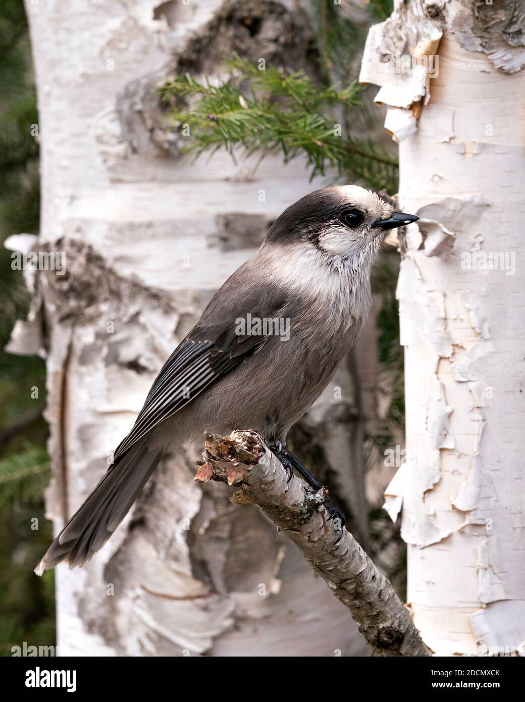 Grey Jay close-up profile view on a birch tree branch with a blur ...