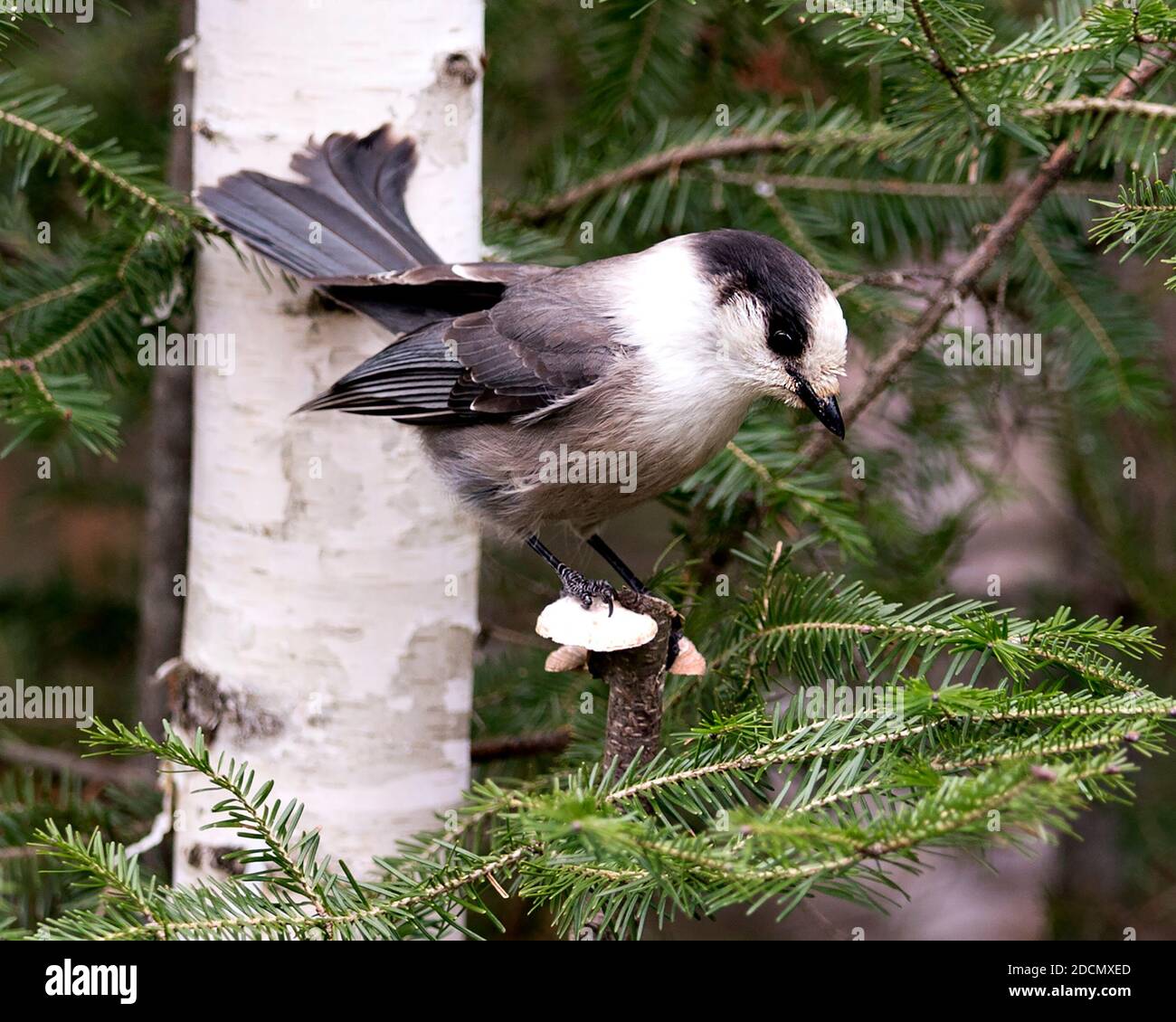 Grey Jay close-up profile view on a fir tree branch with a blur ...