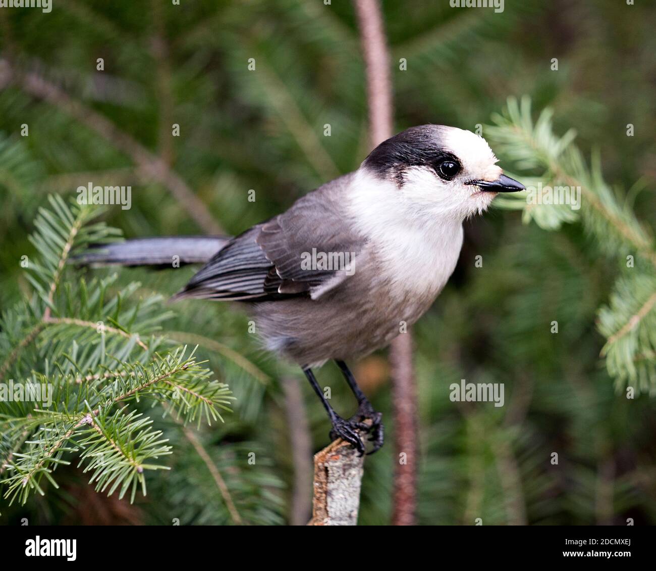 Grey Jay close-up profile view on a birch tree branch with a blur fir ...