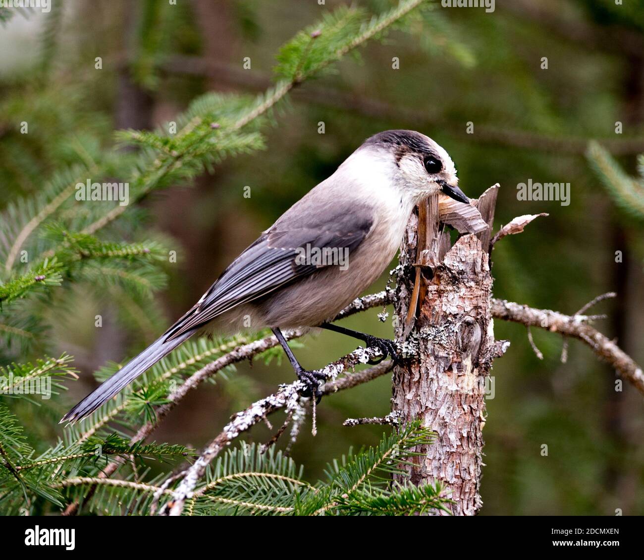 Grey Jay close-up profile view on a fir tree branch with a blur ...