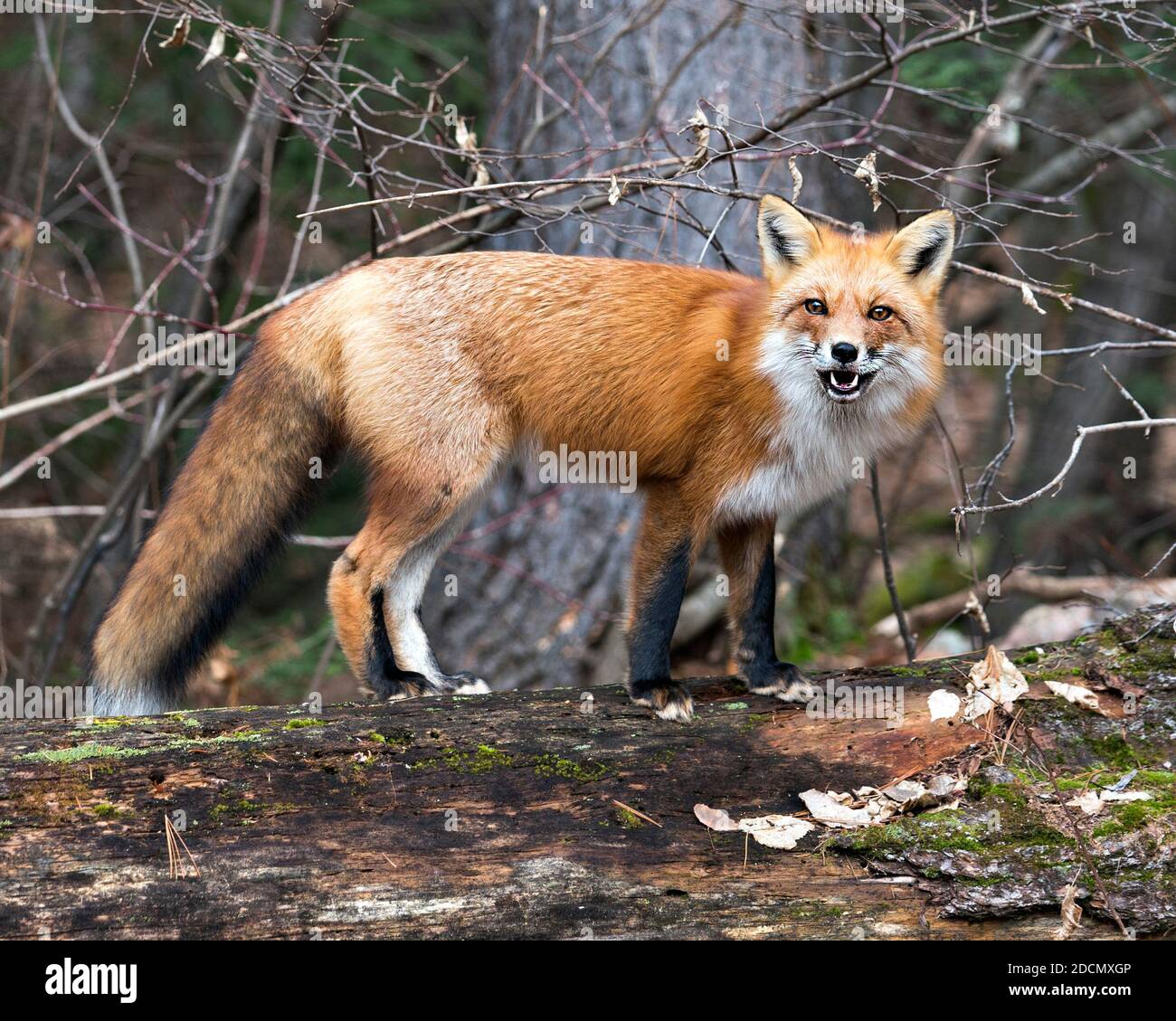 Red fox close-up profile view standing on a big moss log with a forest ...