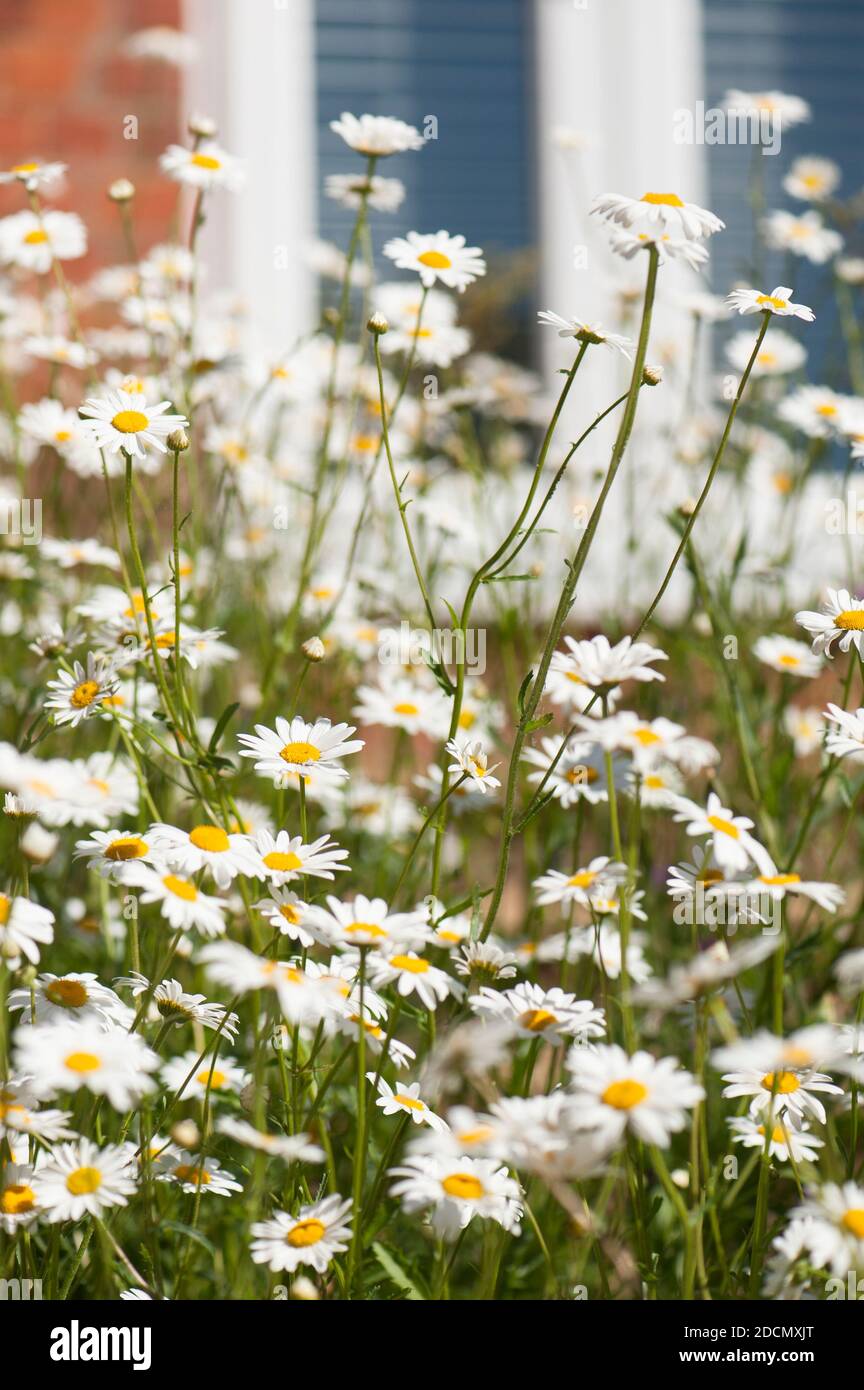 Ox Eye Window High Resolution Stock Photography and Images - Alamy