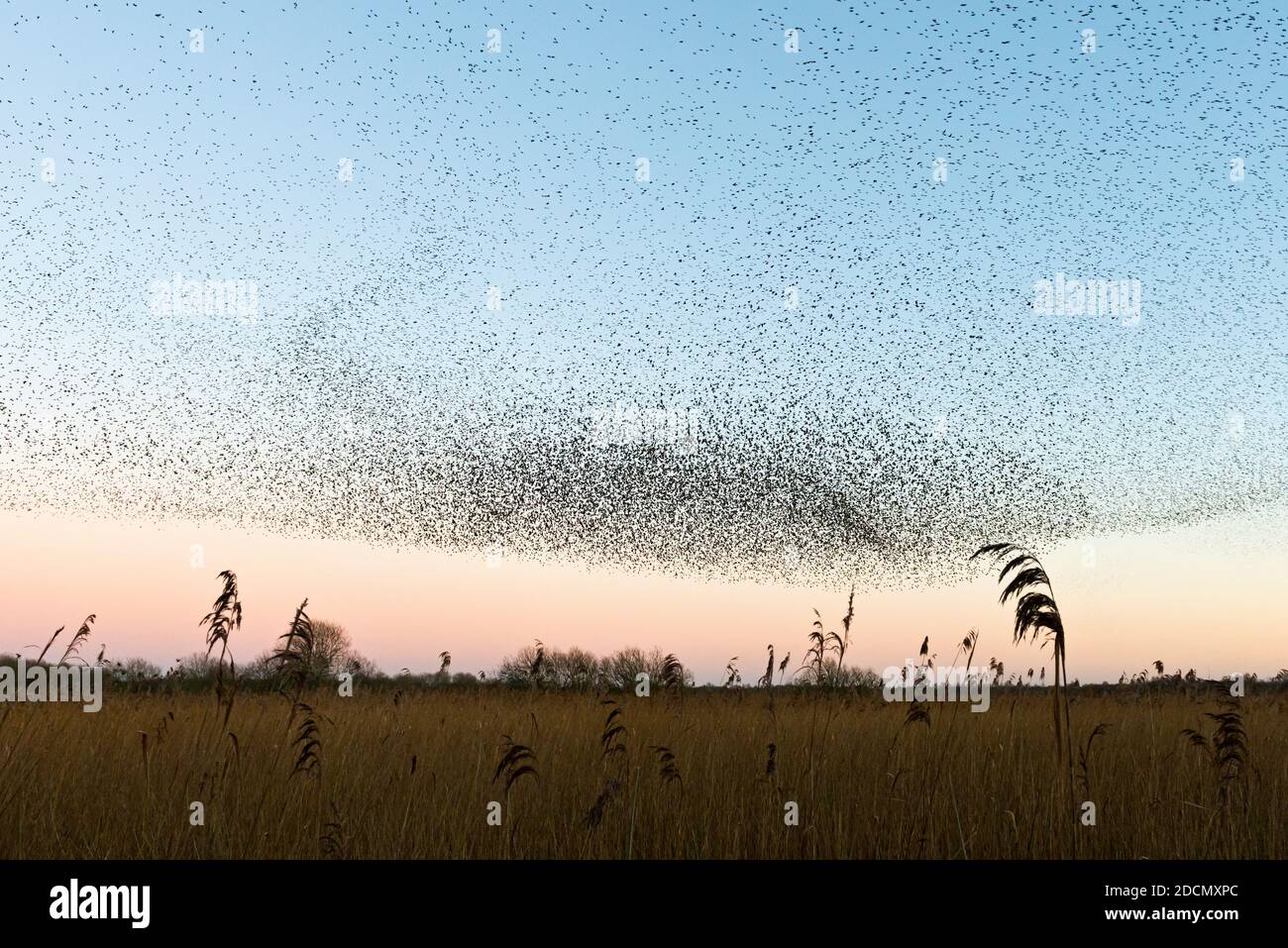 The spectacle of the starling murmuration over Natural England's ...