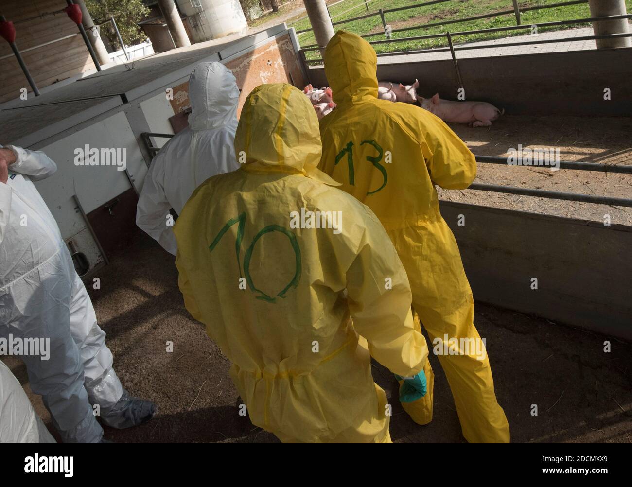 classical swine fever or hog cholera on a farm with pigs Stock Photo ...
