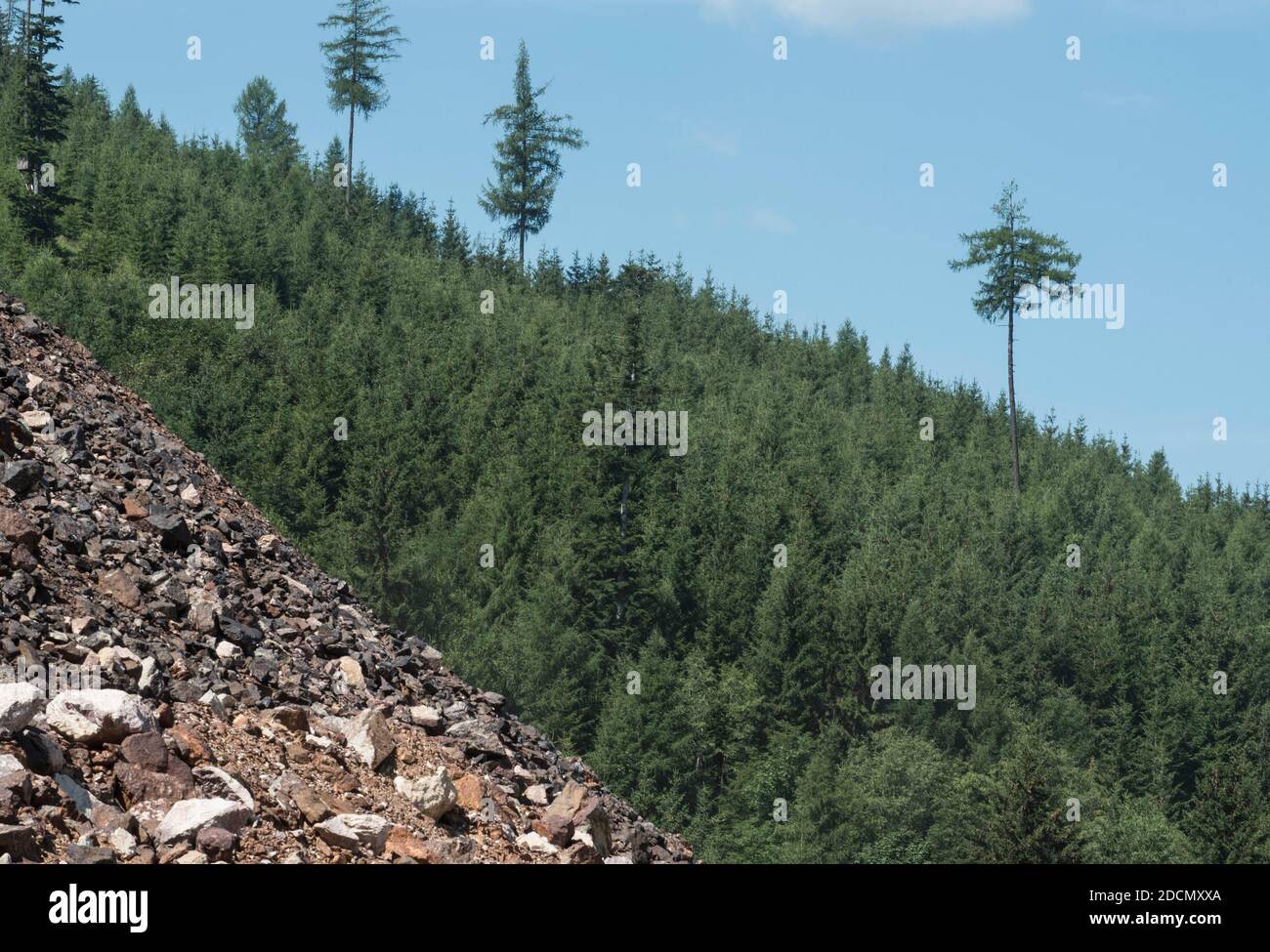 reforestation or reafforestation in a forest, tree planting and growing ...