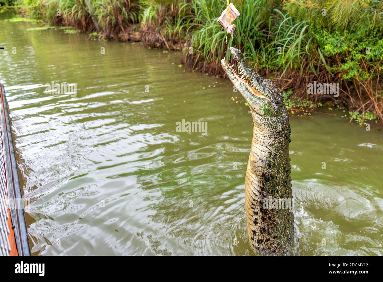 Saltwater crocodile jumping for a snack in the Adelaide River, Darwin ...