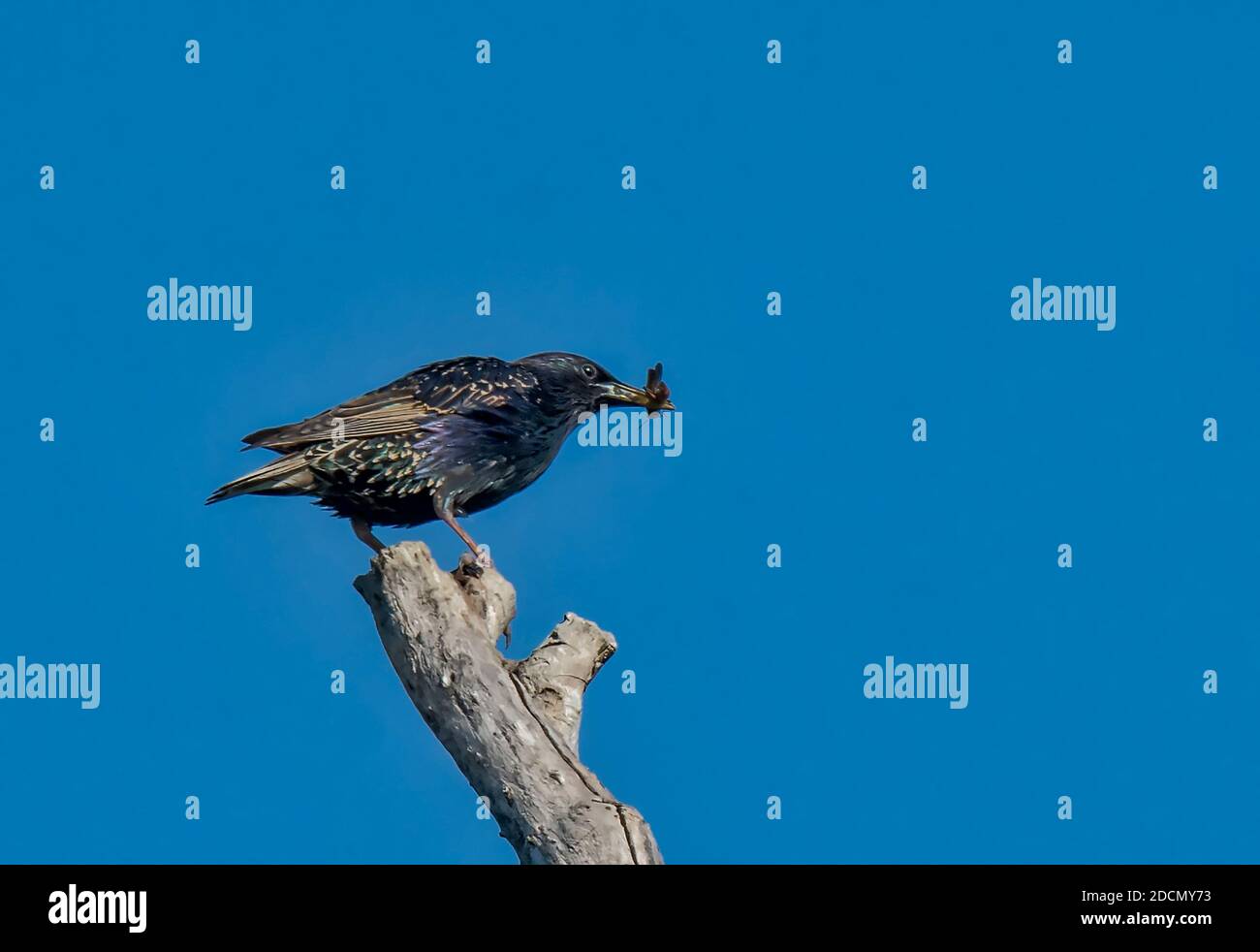 Uccello storno hi-res stock photography and images - Alamy