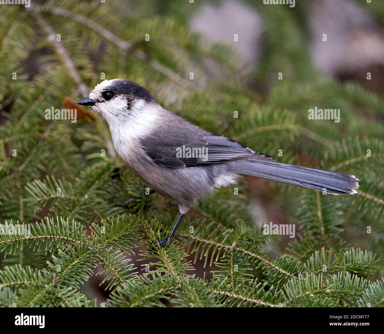 Grey jay bird hi-res stock photography and images - Alamy