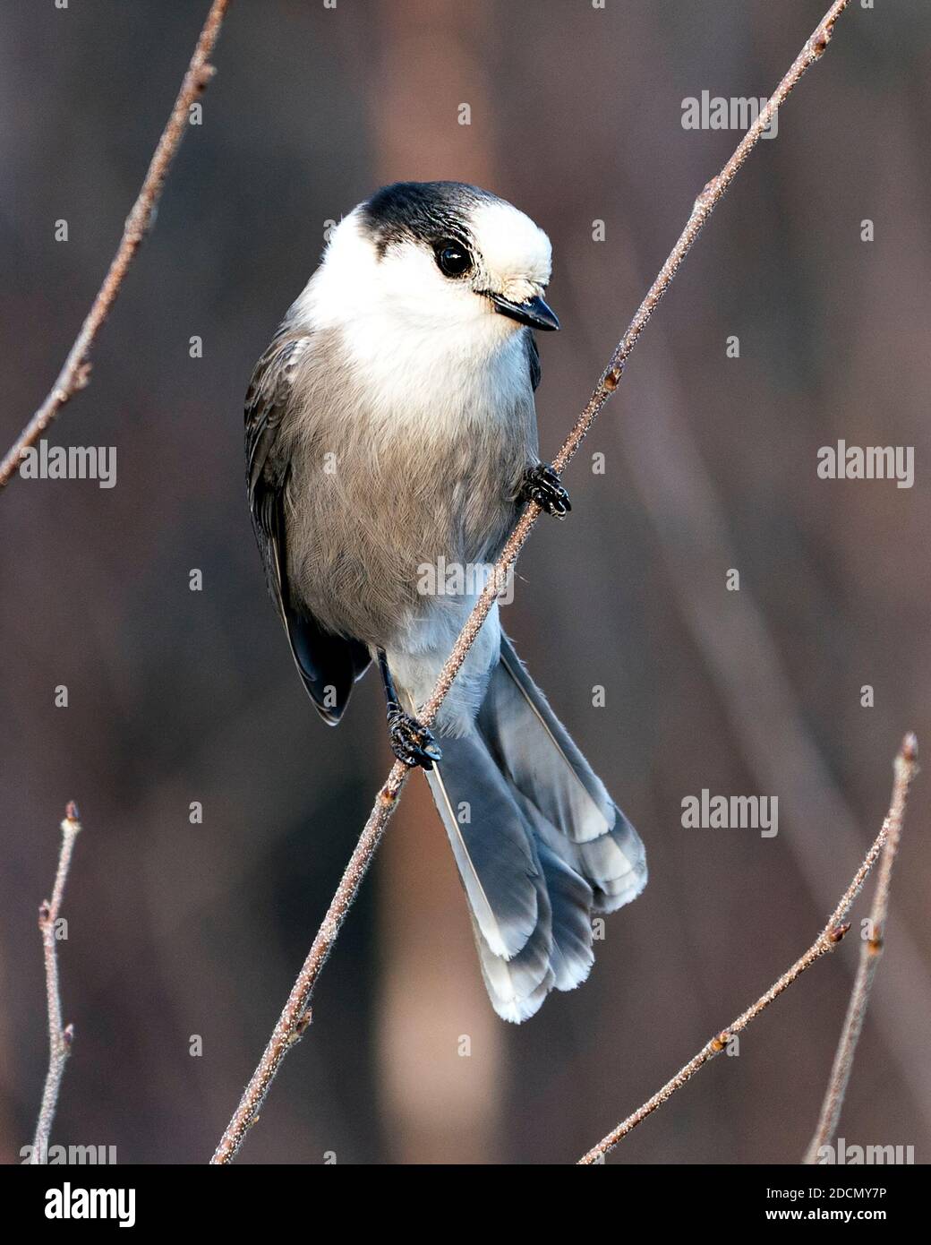 Grey Jay close-up profile view perched on tree branch with a blur ...