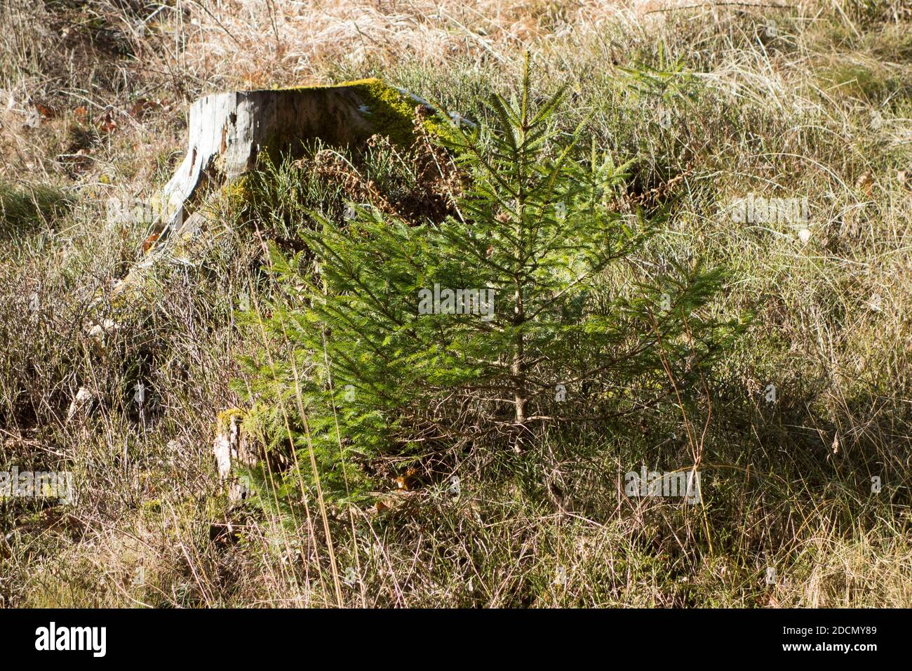 reforestation or reafforestation in a forest, tree planting and growing ...