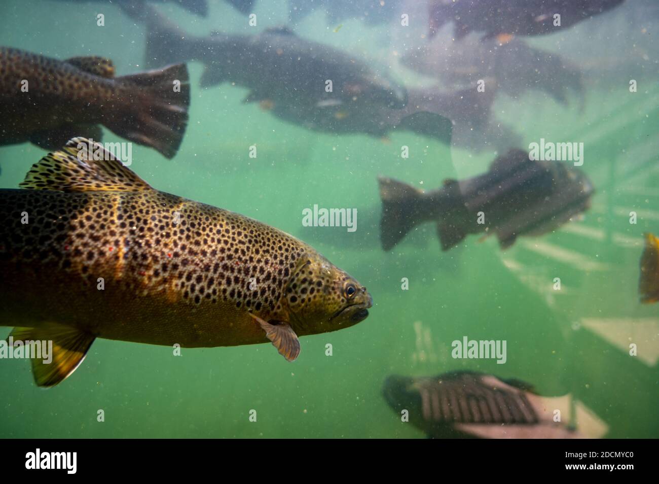 Historic fish hatchery for raising trout and salmon in South Dakota ...