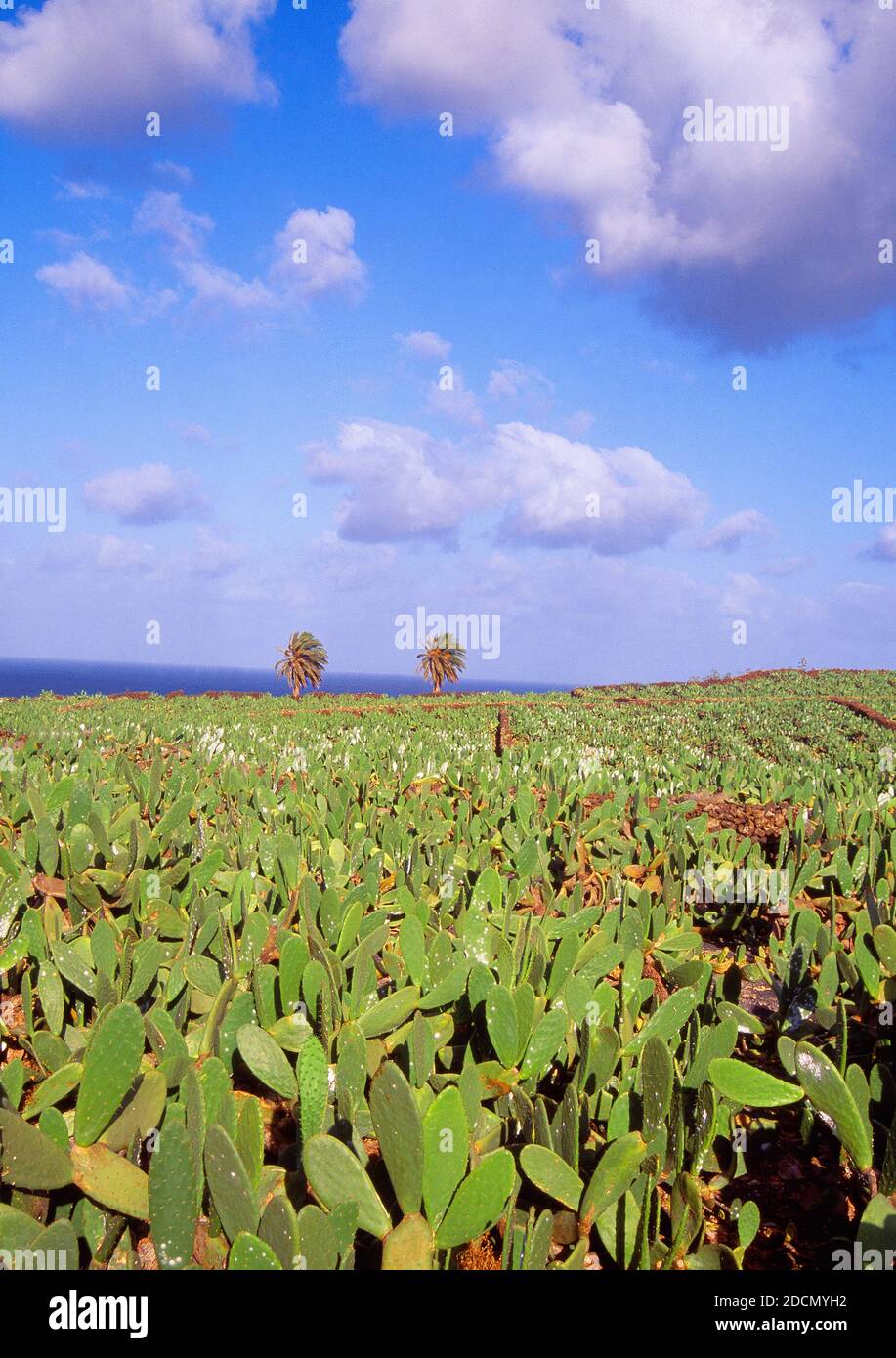 Prickly pears field. Mala, Lanzarote island, Canary Islands, Spain ...