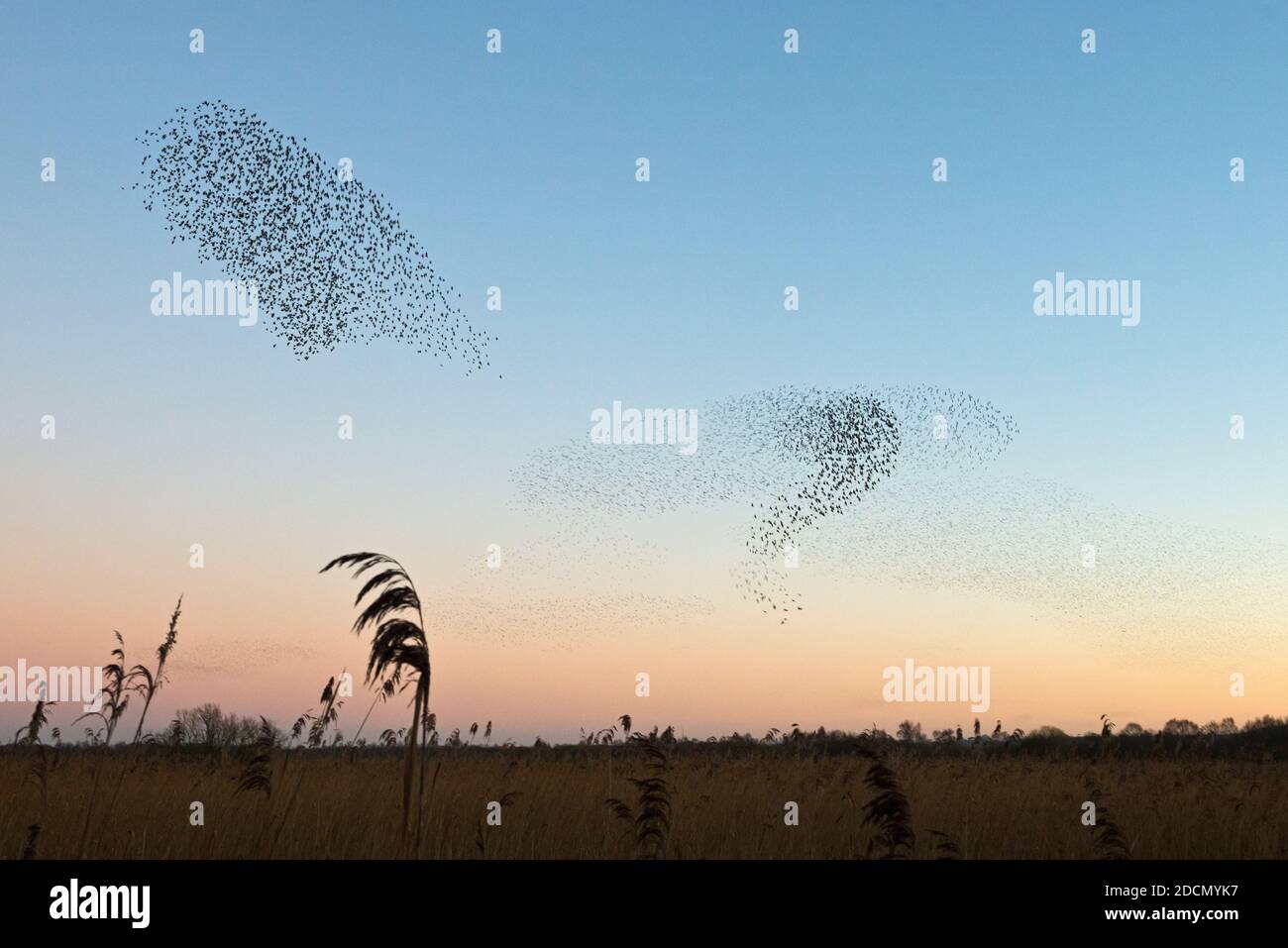 The spectacle of the starling murmuration over Natural England's ...