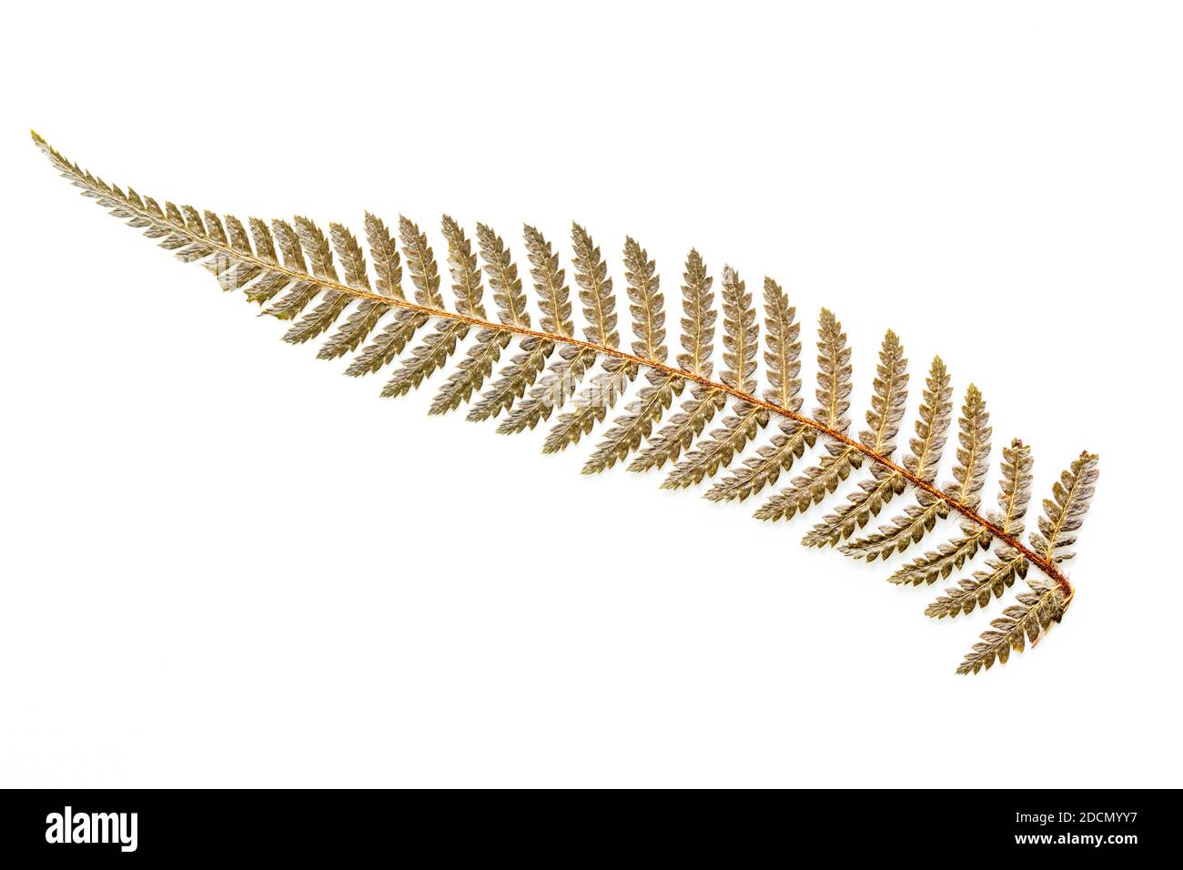 New zealand exotic tree Cut Out Stock Images & Pictures - Alamy