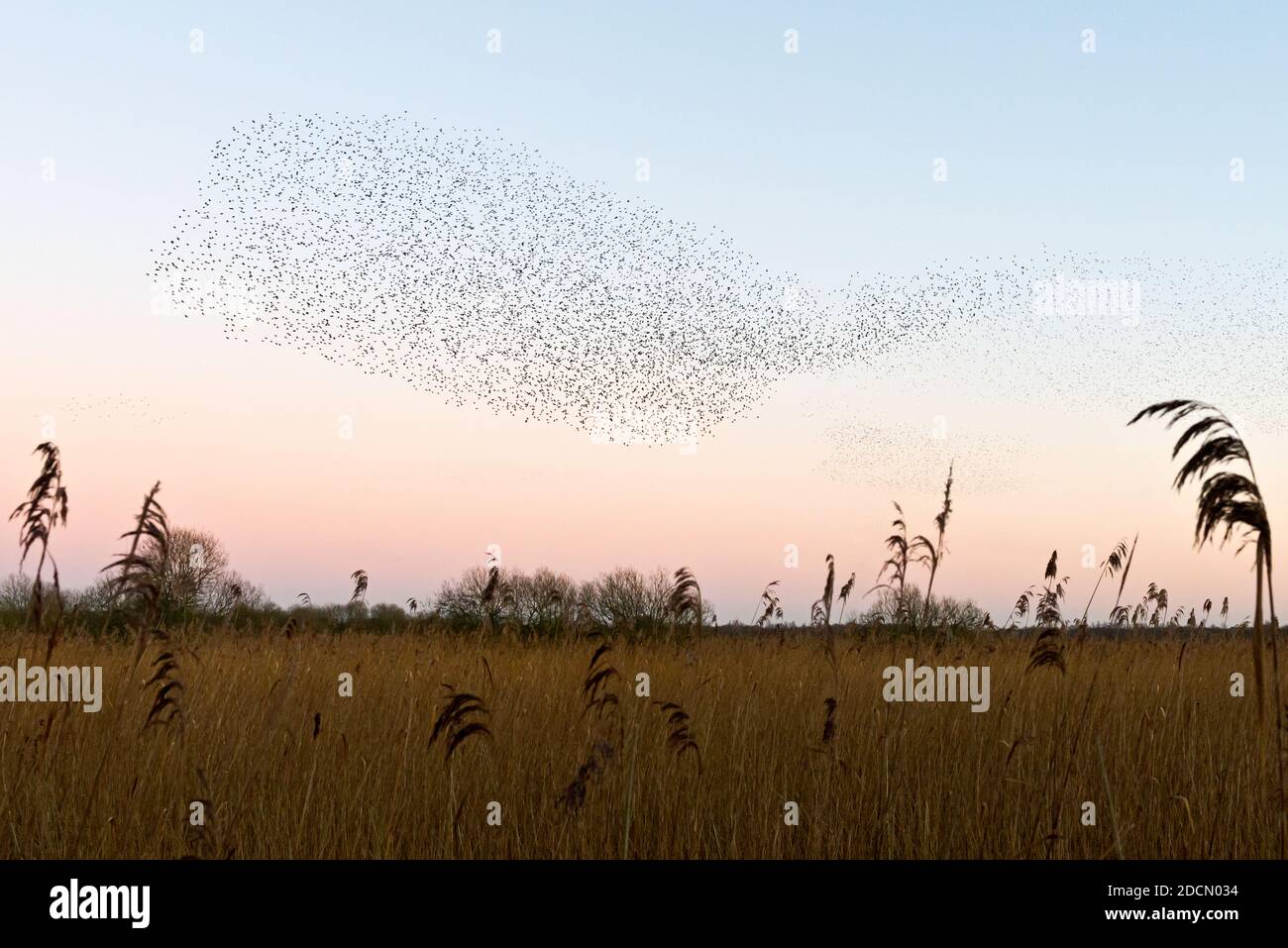 The spectacle of the starling murmuration over Natural England's ...