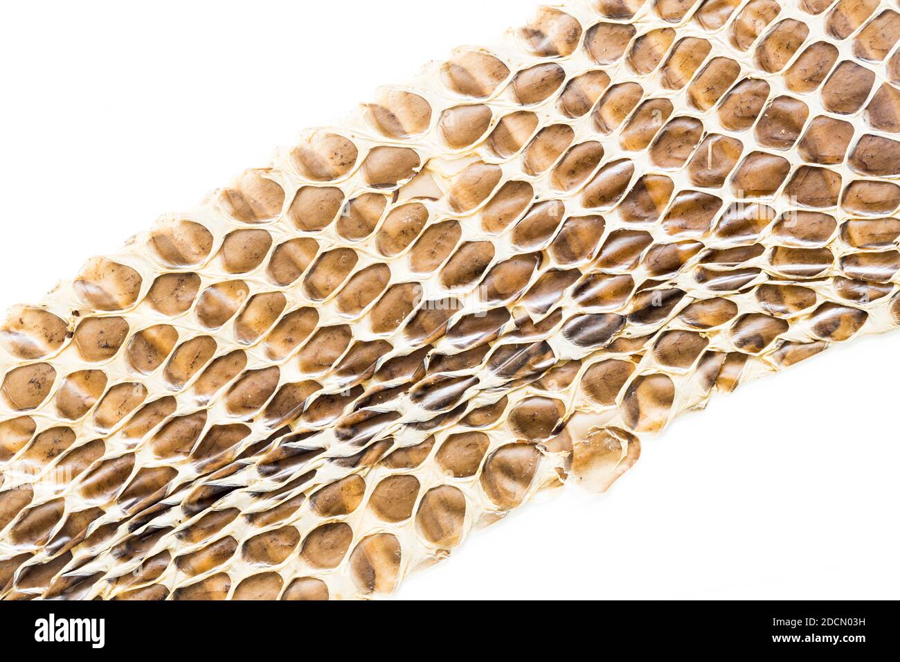 Seamless white snakeskin texture hi-res stock photography and images ...